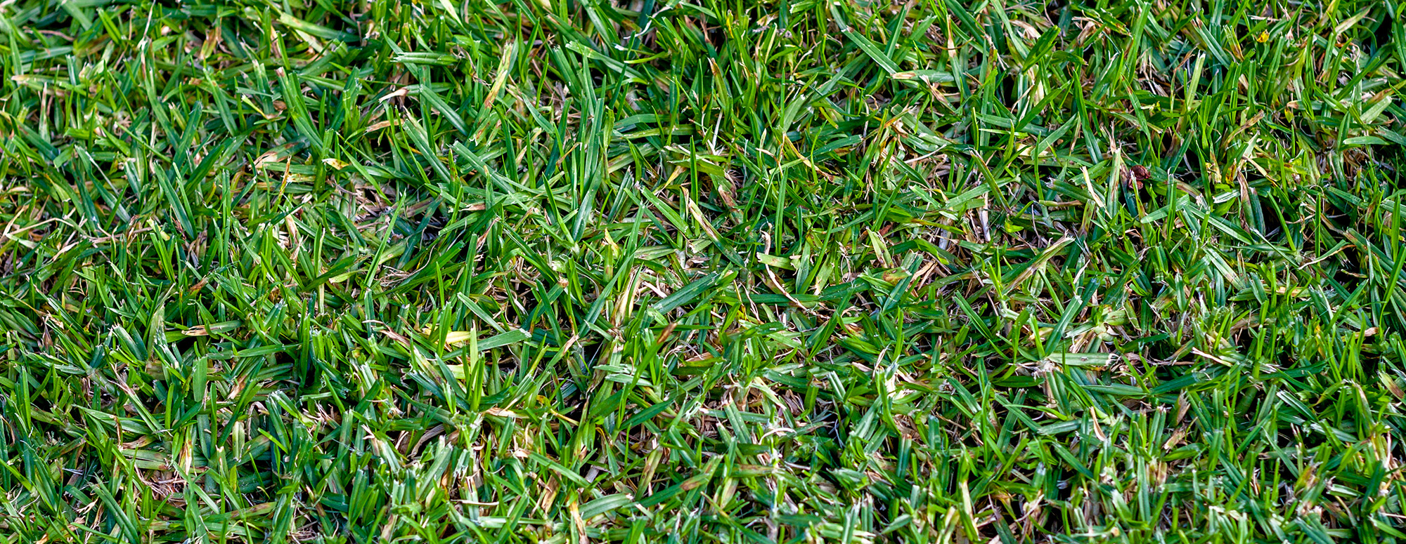 How much do you really know about turf replacement? - Western Resource ...