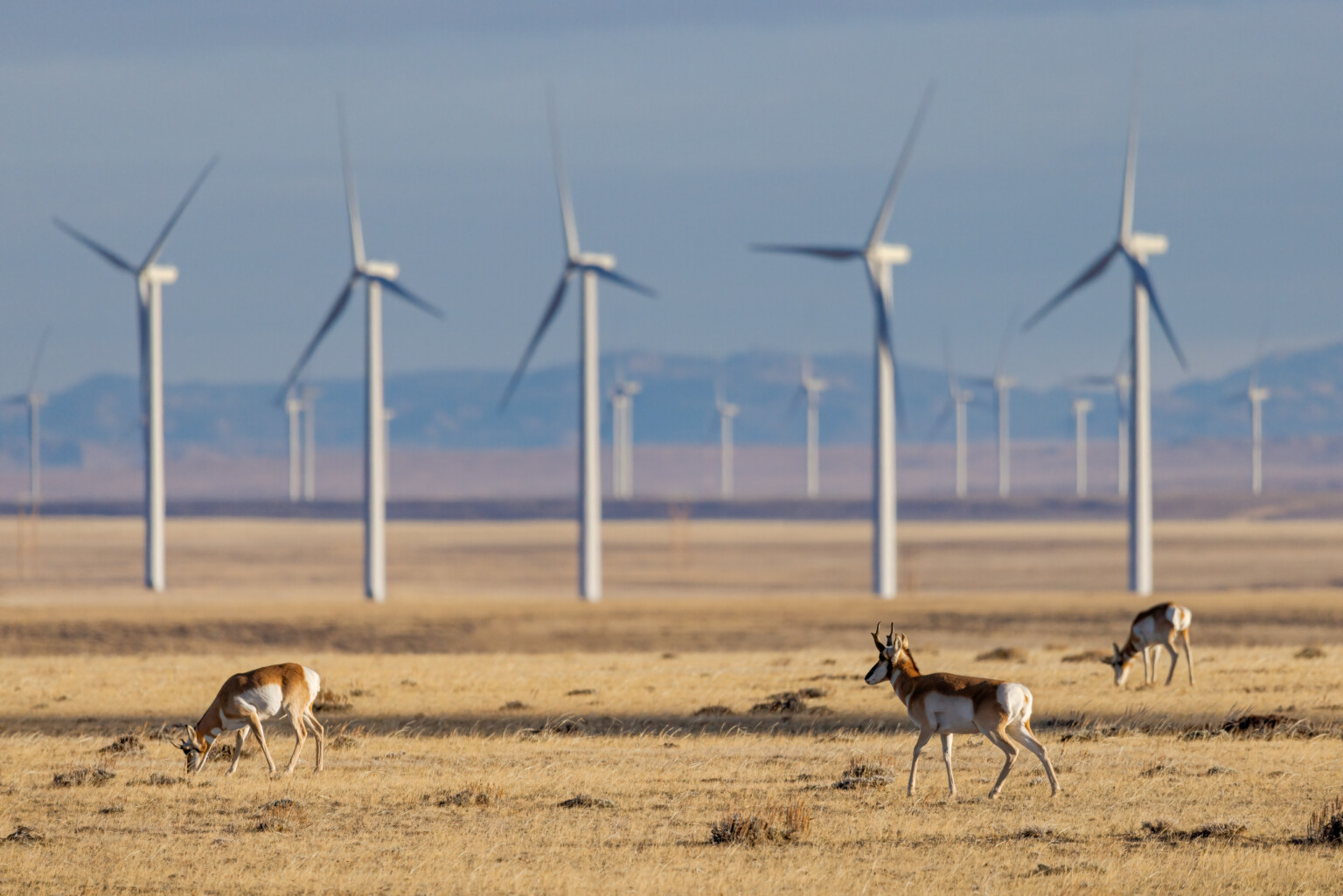 News - Western Resource Advocates